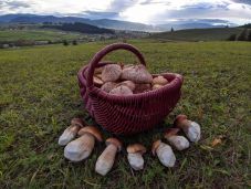 Maszol - Új Magyar Szó online